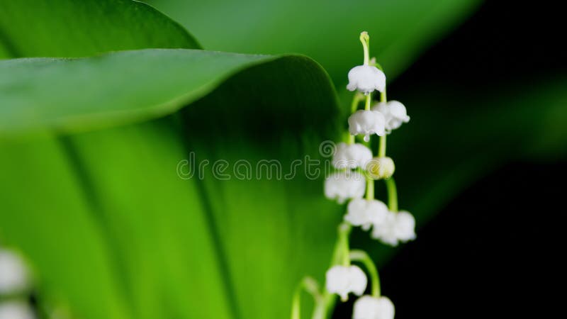 White Spring Lilly of the Valley Flower with Drop of Water on Stigma ...
