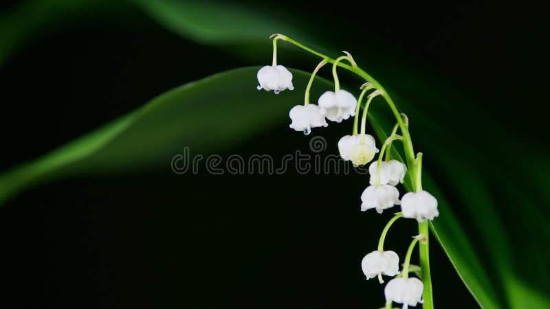 White Spring Lilly of the Valley Flower with Drop of Water on Stigma ...