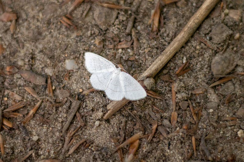 A White Spring Moth Resting on a Dark Dirt Path Stock Photo - Image of ...
