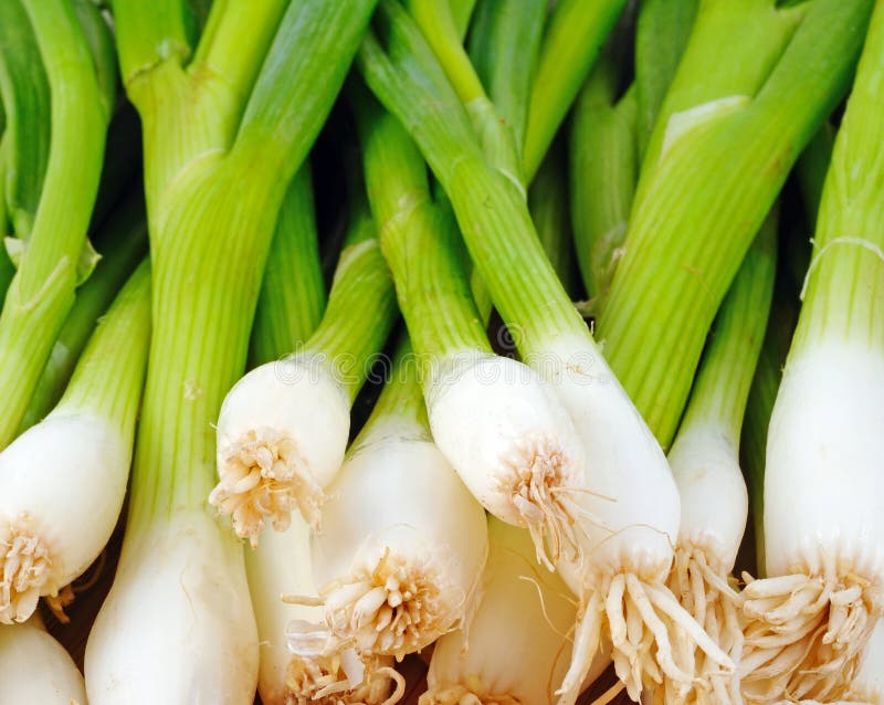 White spring onions. stock photo. Image of onions, still - 46670108