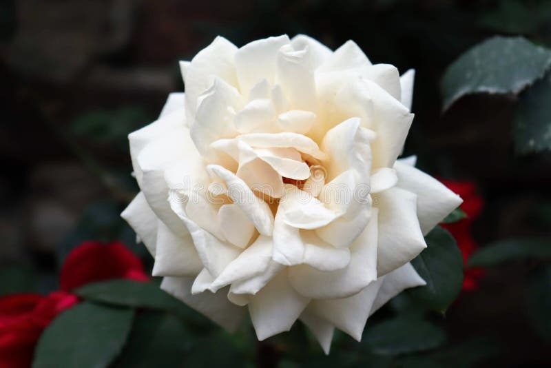 White Spring Rose Fully Bloomed Stock Photo - Image of spring, gardens ...