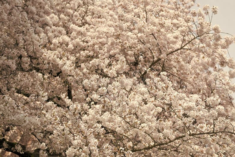 White Spring Sakura Season. Spring Sakura Season on Branch Stock Image ...