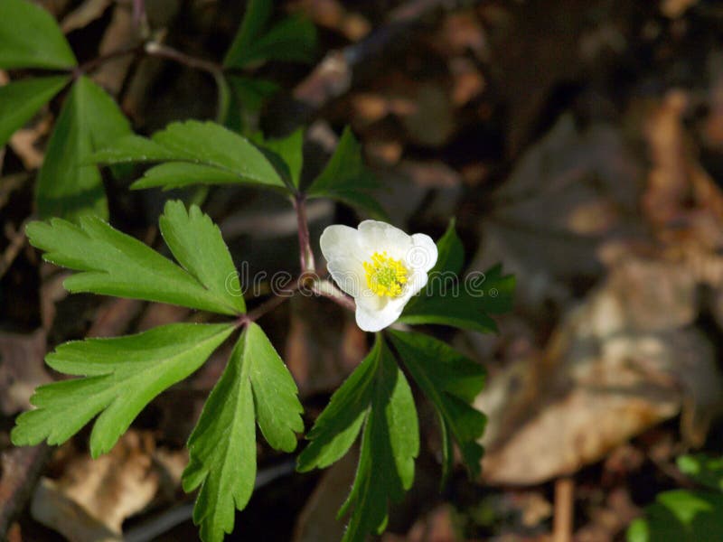 A White Spring Swirl Flower on a Blurred Dark Background Stock Photo ...