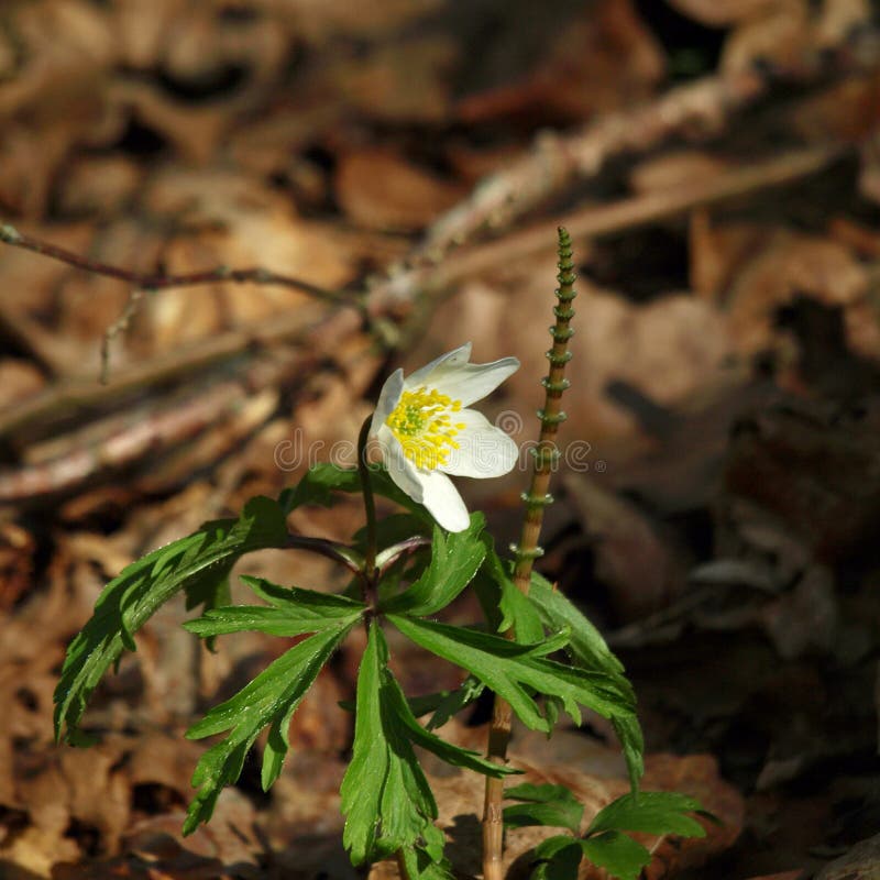 A White Spring Swirl Flower on a Blurred Dark Background Stock Photo ...