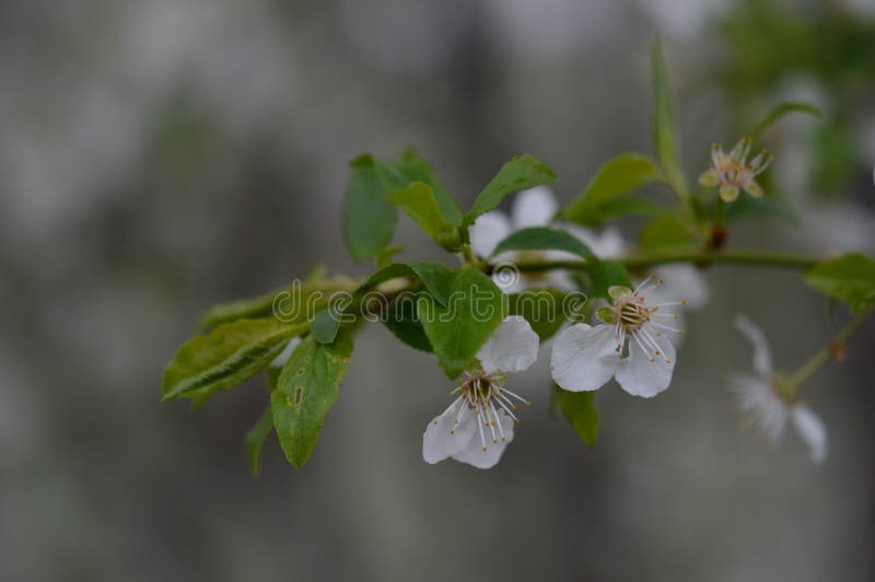 White spring tree bloom stock image. Image of botany - 203554861