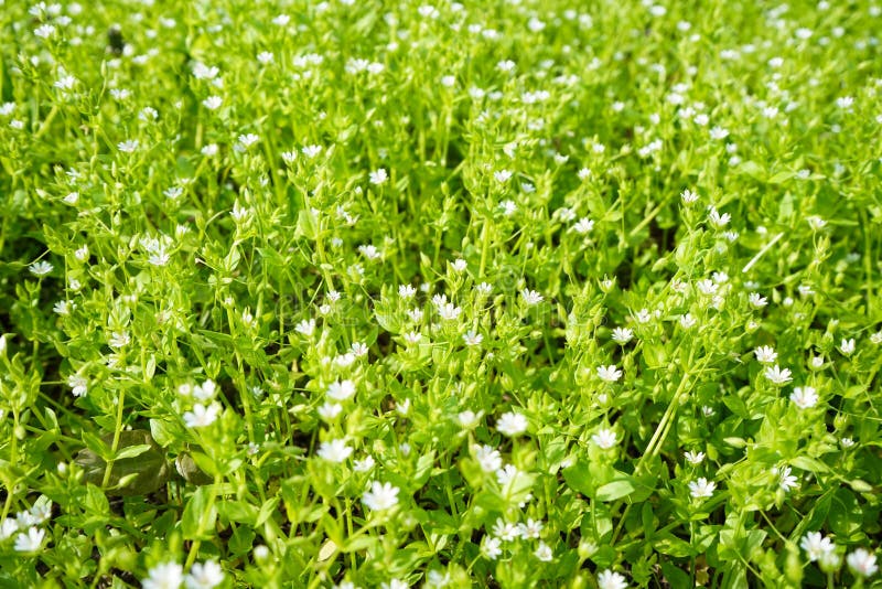 White Spring Wildflowers, White Anemones Stock Photo - Image of close ...