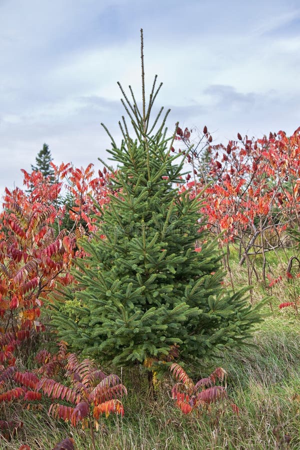 White Spruce stock image. Image of color, sumac, picea - 28904835