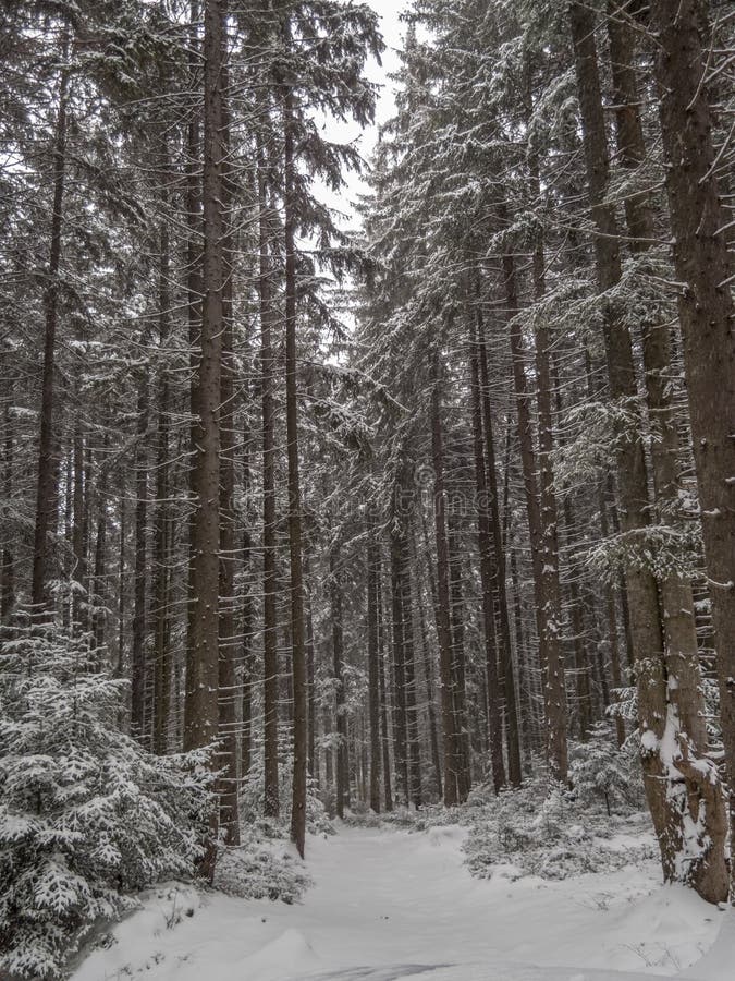 White spruce forest stock photo. Image of beauty, crystal - 47670958
