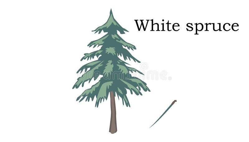 White Spruce Trees Vector Element Stock Vector - Illustration of ...