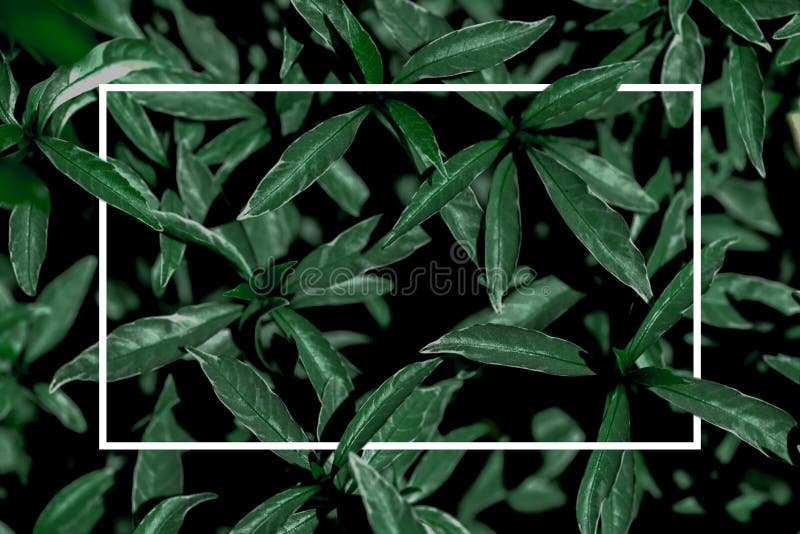 White Square Frame Creative Leaf Layouts for Advertising Cards or ...