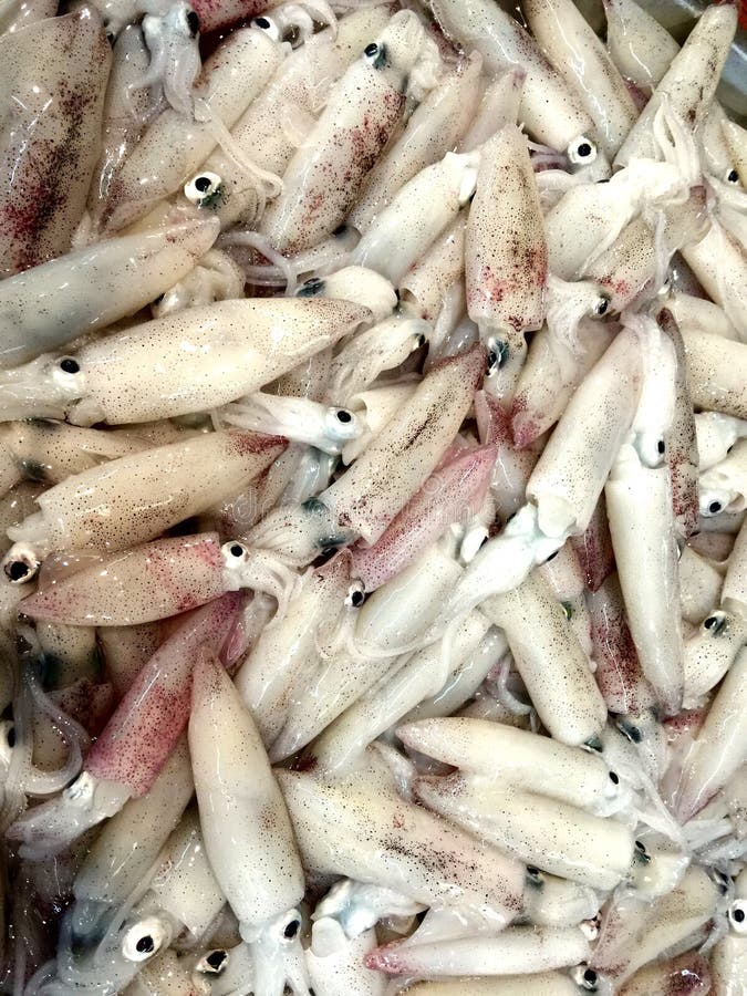 White squid stock photo. Image of white, thai, squid - 50969592