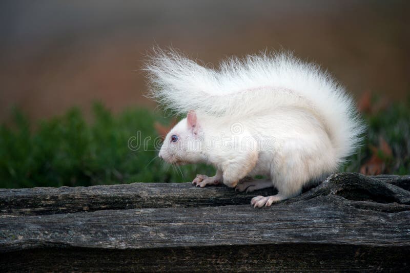 White squirrel stock image. Image of outdoors, squirrel - 38358103