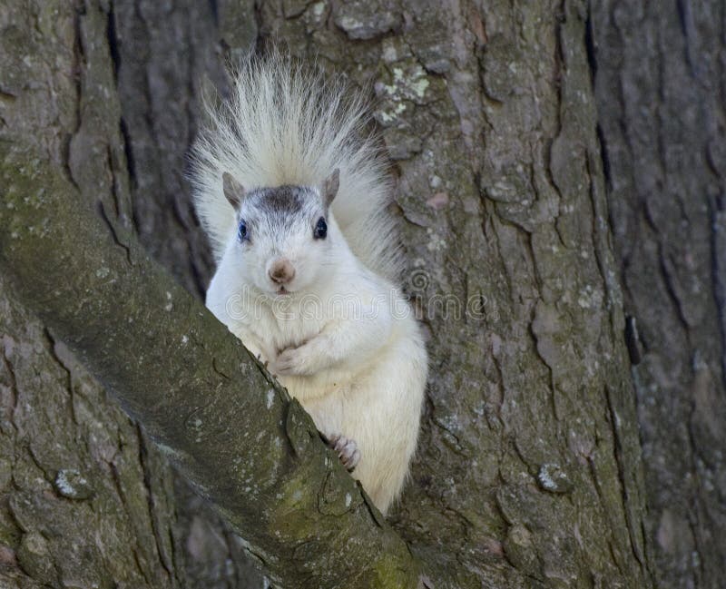 White Squirrel stock photo. Image of grass, unusual, fluffy - 8842102