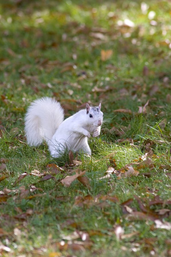 White Squirrel, Brevard, NC Stock Image - Image of furry, carolina ...