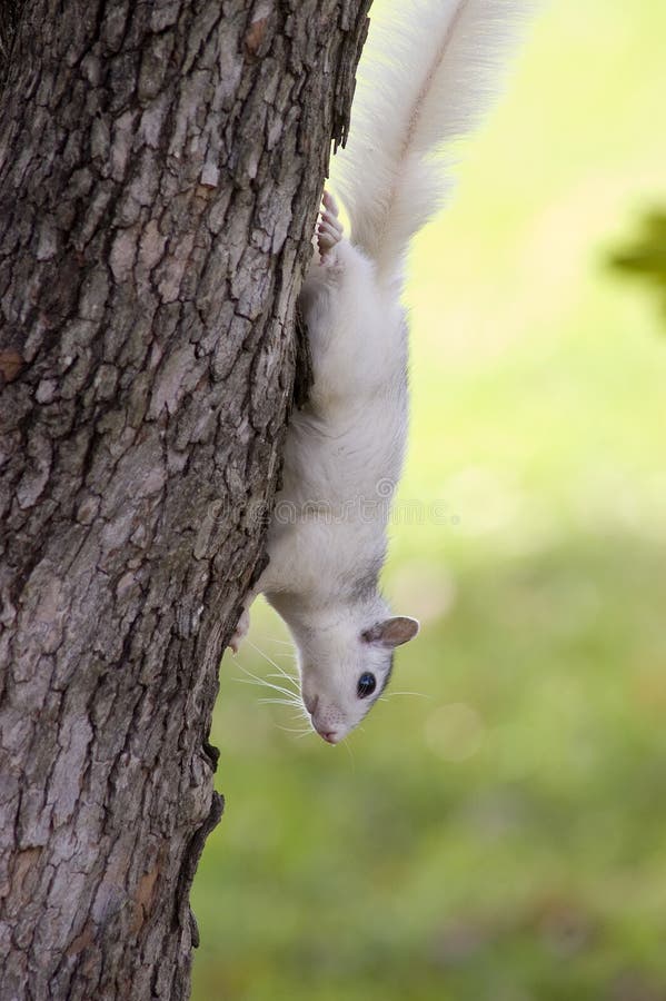 White Squirrel, Brevard, NC Stock Image - Image of trees, upsidedown ...