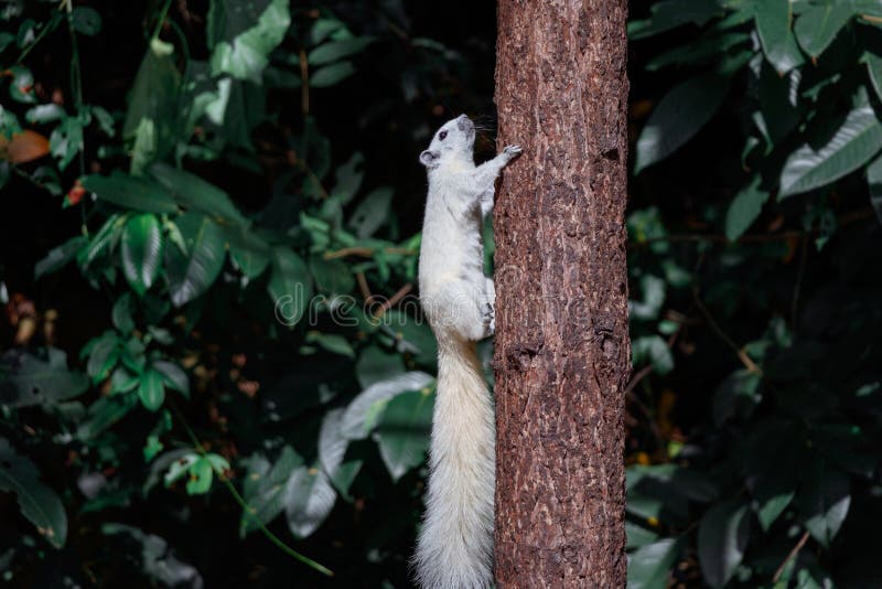 The White Squirrel is Climbing Up the Tree Stock Photo - Image of ...