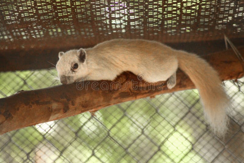 White squirrel stock image. Image of relaxing, nature - 96856637
