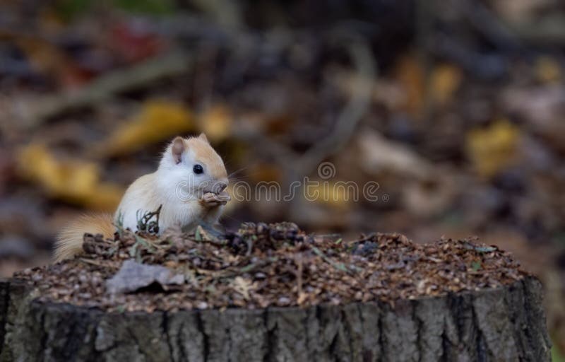 White Squirrel (leucistic Red Squirrel) Sitting on a Log Eating in the ...