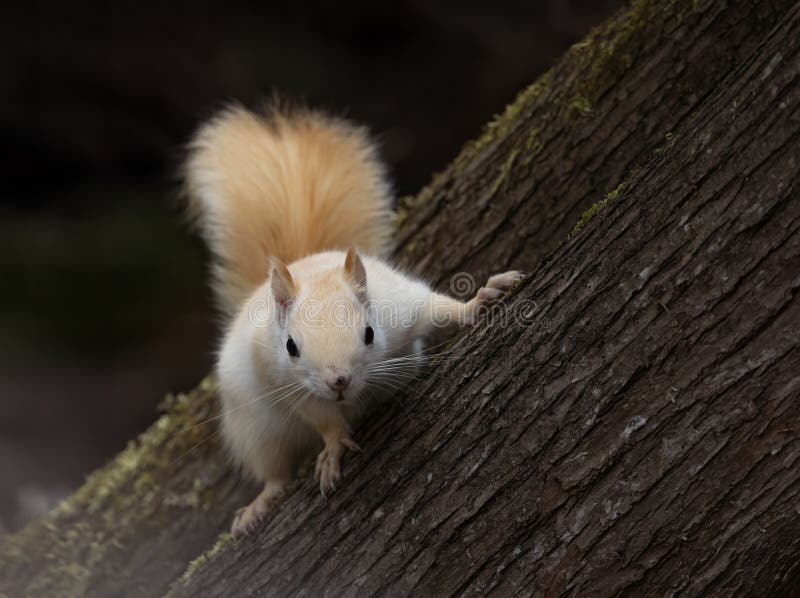 A White Squirrel (leucistic Red Squirrel) in the Autumn Forest in ...