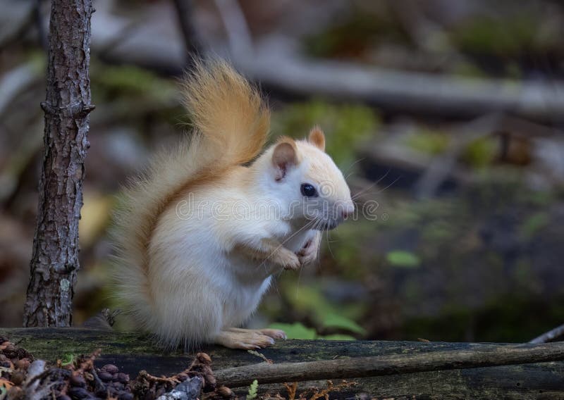 White Squirrel (leucistic Red Squirrel) Sitting on a Branch Eating in ...
