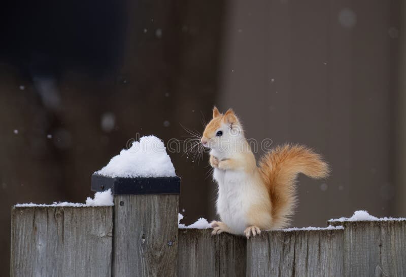 White Squirrel (leucistic Red Squirrel) Standing on a Post on a Cold ...