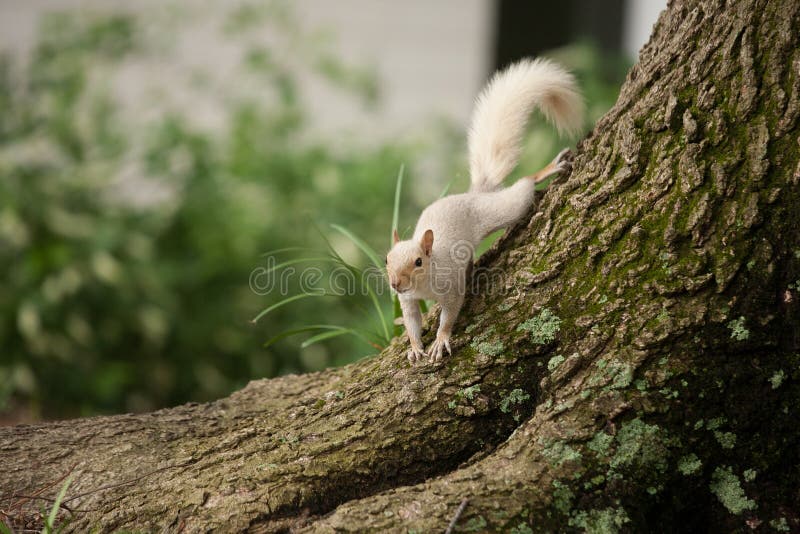 White rare Squirrel stock photo. Image of squirrel, rare - 31090436