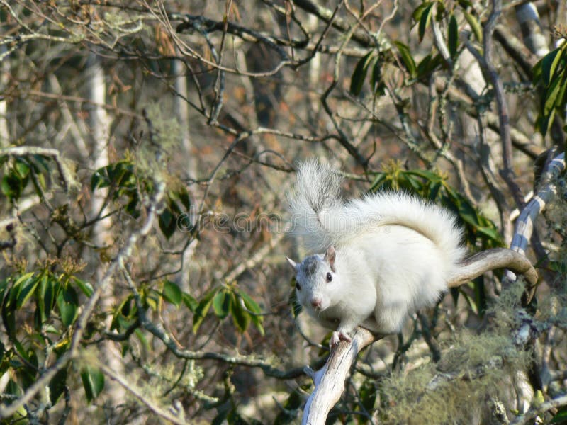 White Squirrel in Tree stock photo. Image of trees, forest - 2380918