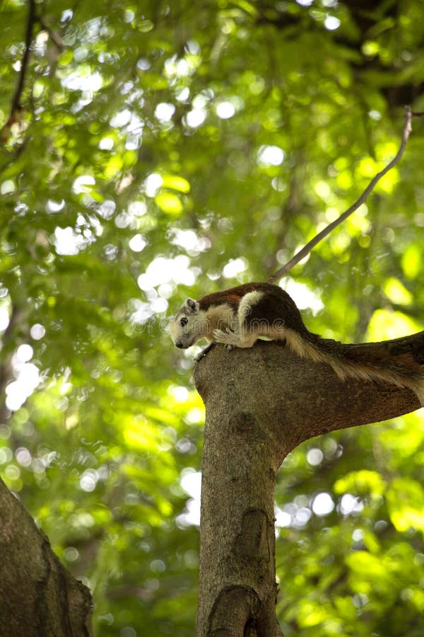 White squirrel on the tree stock photo. Image of forest - 251122376