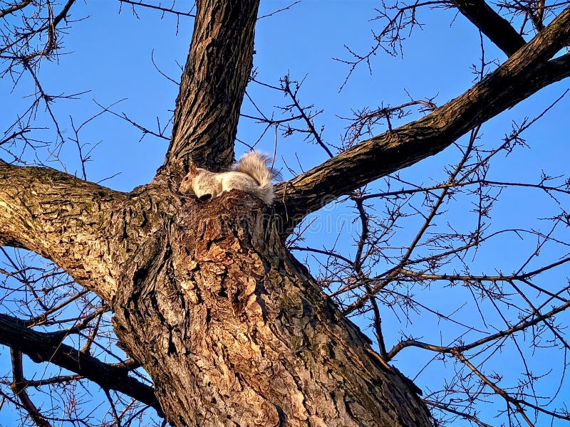 White squirrel on a tree stock image. Image of adorable - 113049739