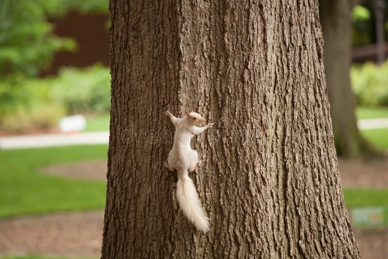 White Squirrel among the Christmas Decorations Stock Photo - Image of ...