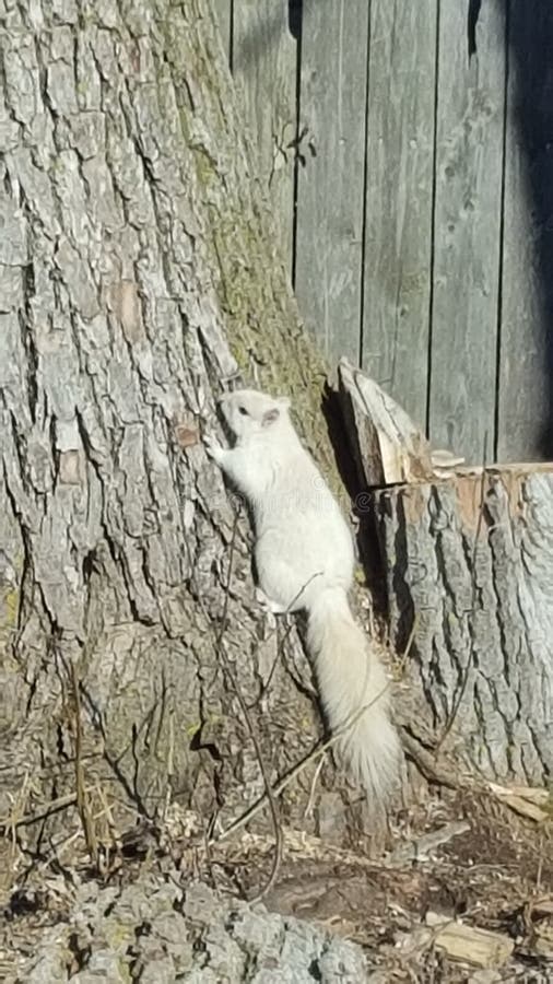 Squirrel on tree stock photo. Image of animal, park, sweet - 89401928