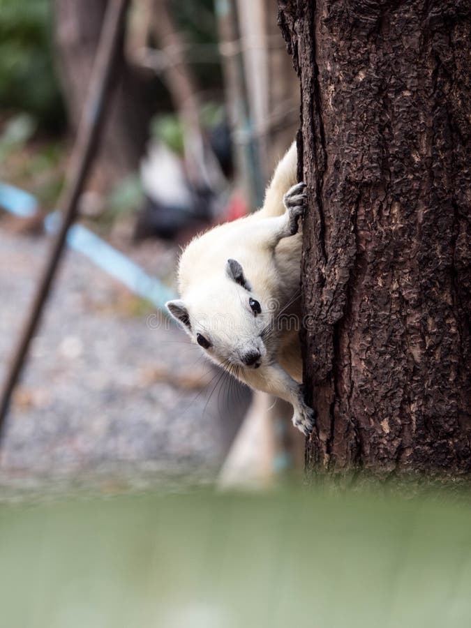 White squirrel on the tree stock image. Image of tree - 75137291