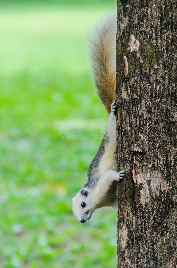 White Squirrel on the Tree Trunk Stock Image - Image of environmental ...