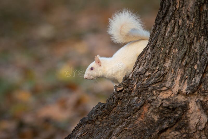 White Squirrel in the Woods Stock Photo - Image of squirrel, illinois ...