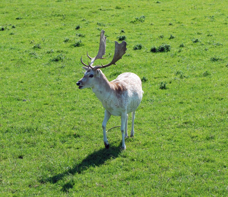 White Stag stock image. Image of running, animal, stag - 6492909