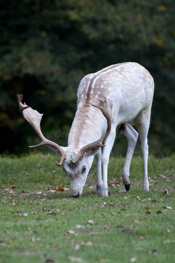 White Stag Deer stock photo. Image of deer, elaphus, male - 7977948