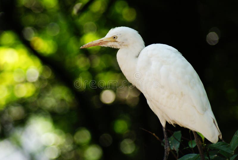 White Stalk stock image. Image of close, colour, animal - 12589173