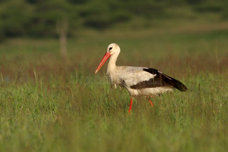 White Stalk stock photo. Image of hunting, african, africa - 9721350
