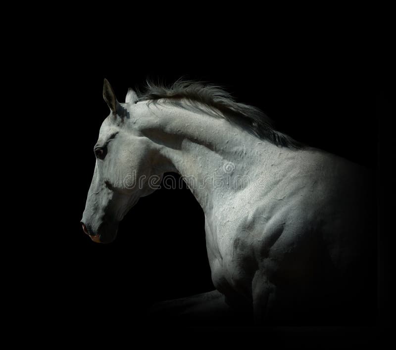 White Stallion on a Black Isolated Stock Photo - Image of card, grey ...