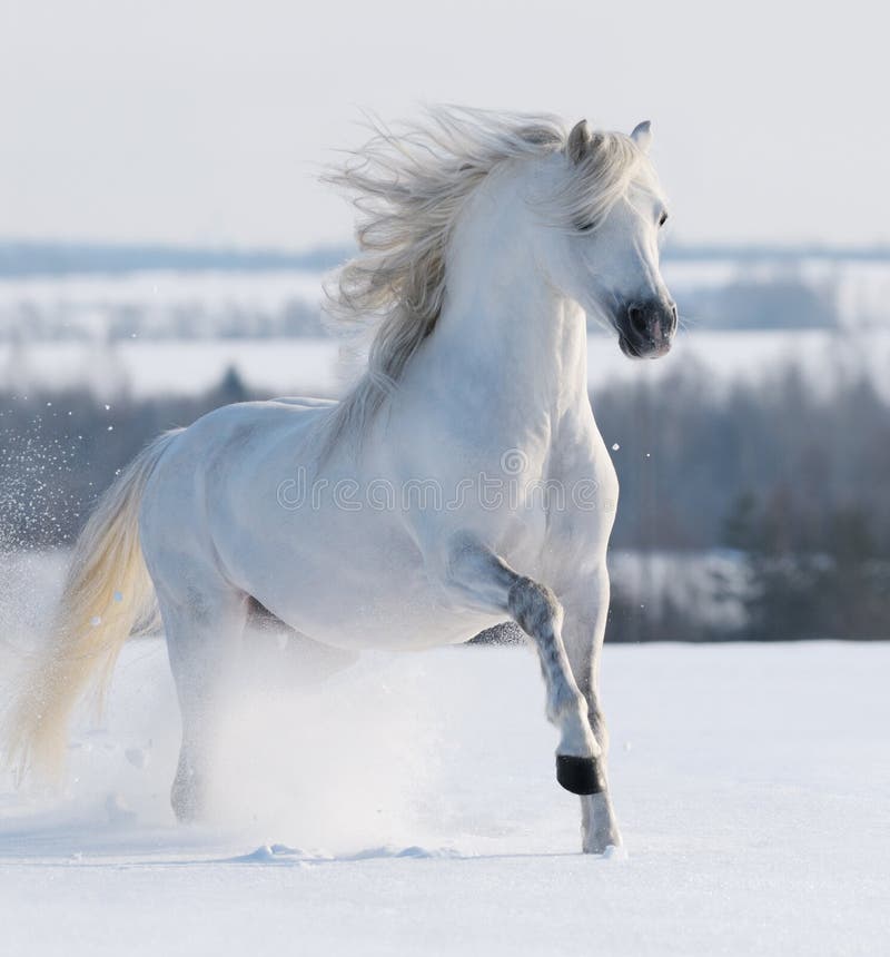 White stallion galloping stock image. Image of beautiful - 27371785