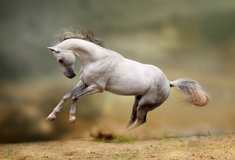 Silver-white Stallion on Black Stock Photo - Image of horse, light ...