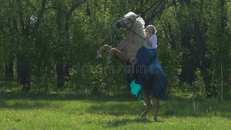 White Stallion in the Saddle and Bridle Standing on Hind Legs in the ...