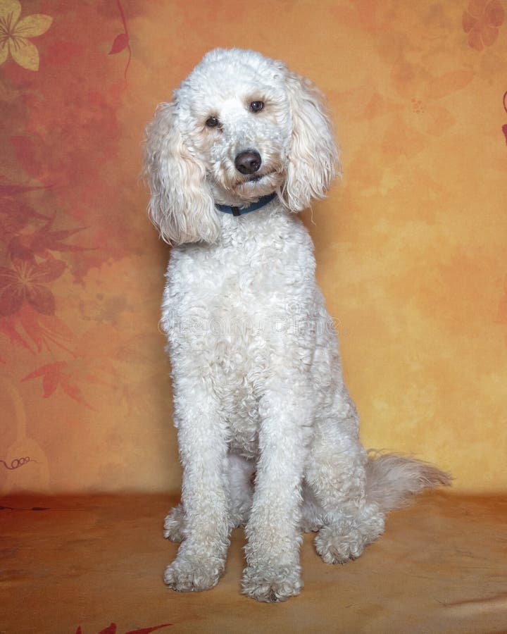 White Standard Poodle Posing for a Portrait Stock Photo - Image of pure ...