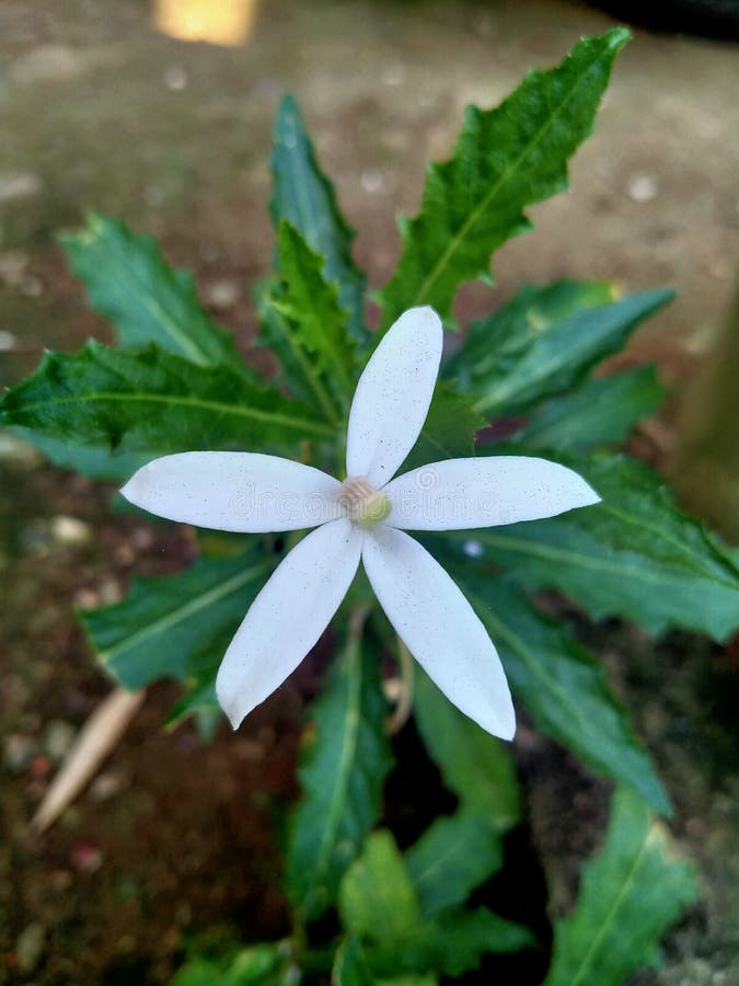 White Star Fallen To the Earth Stock Image - Image of herb, green ...