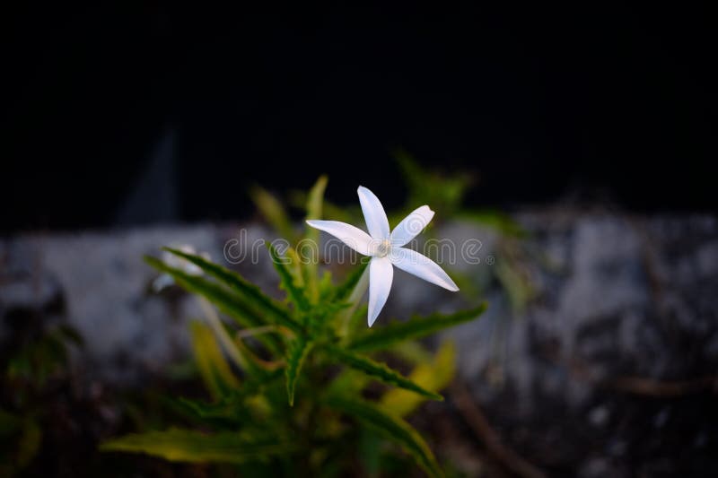 White Star Flower Five Petals Stock Photo - Image of beauty ...
