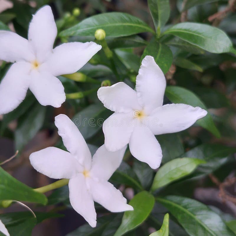 White Star Jasmine Flowers Bloom Stock Image - Image of beautiful ...