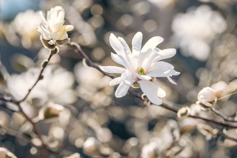 White Star Magnolia Flower in Bloom, Perched Atop a Tree Branch Stock ...