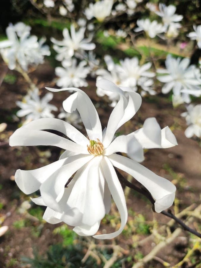 Magnolia Stellata or Star Magnolia Hybrid Pink Flowers Stock Photo ...