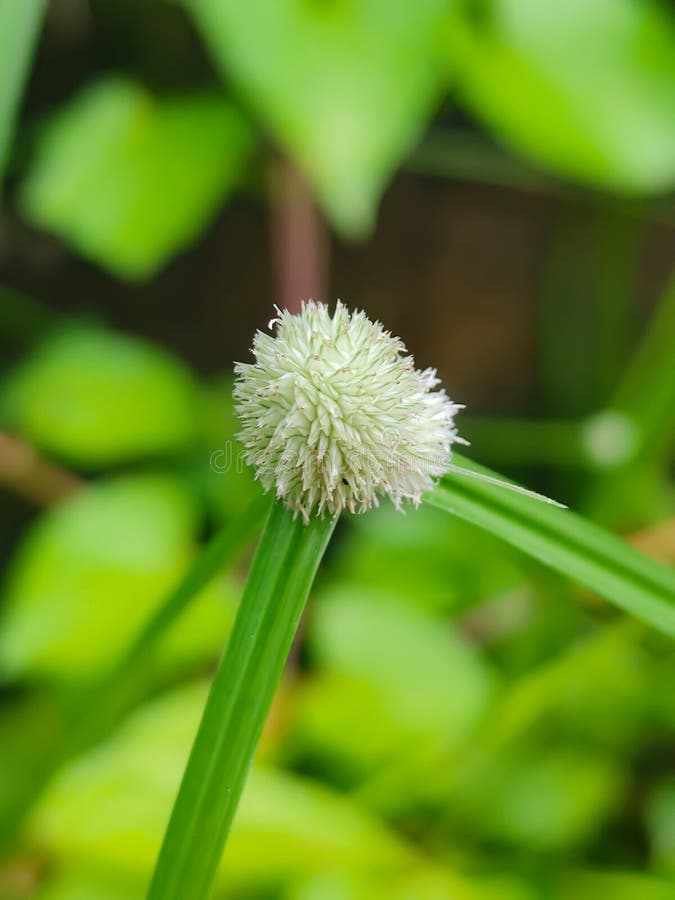White Star Round Grass Flower Editorial Stock Photo - Image of round ...