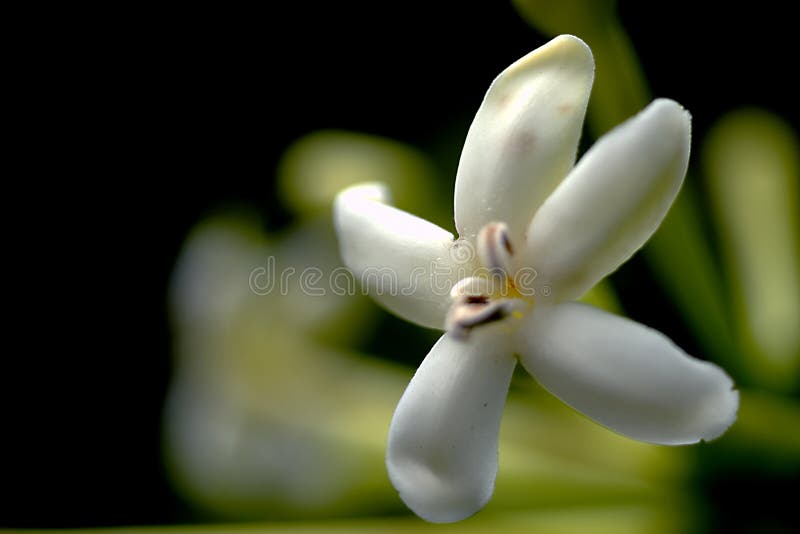 White Star Shaped Flower at Night Stock Image - Image of closeup, star ...
